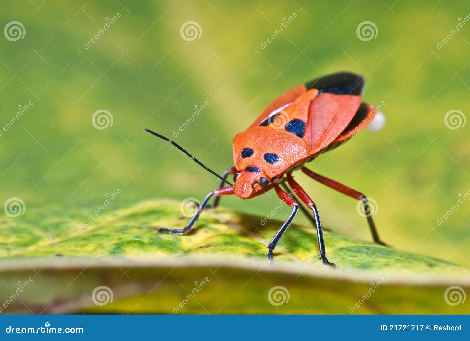 Defecate bug stock image. Image of background, animals - 21721717