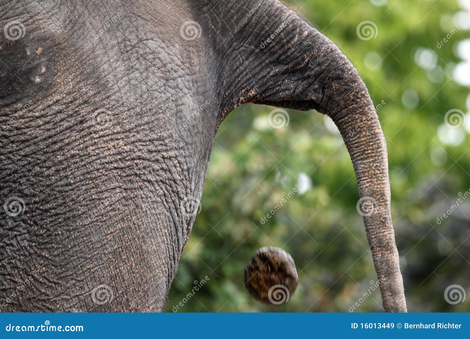 Defecating Elephant stock image. Image of urban, farm - 16013449