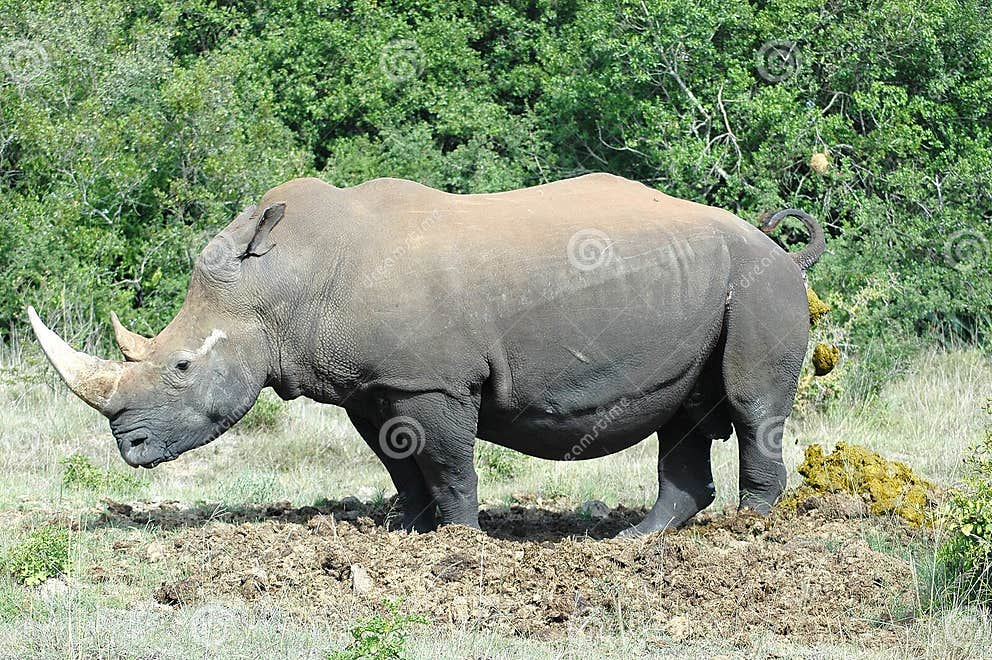 Defecating Rhinoceros stock photo. Image of herbivorous - 1170096