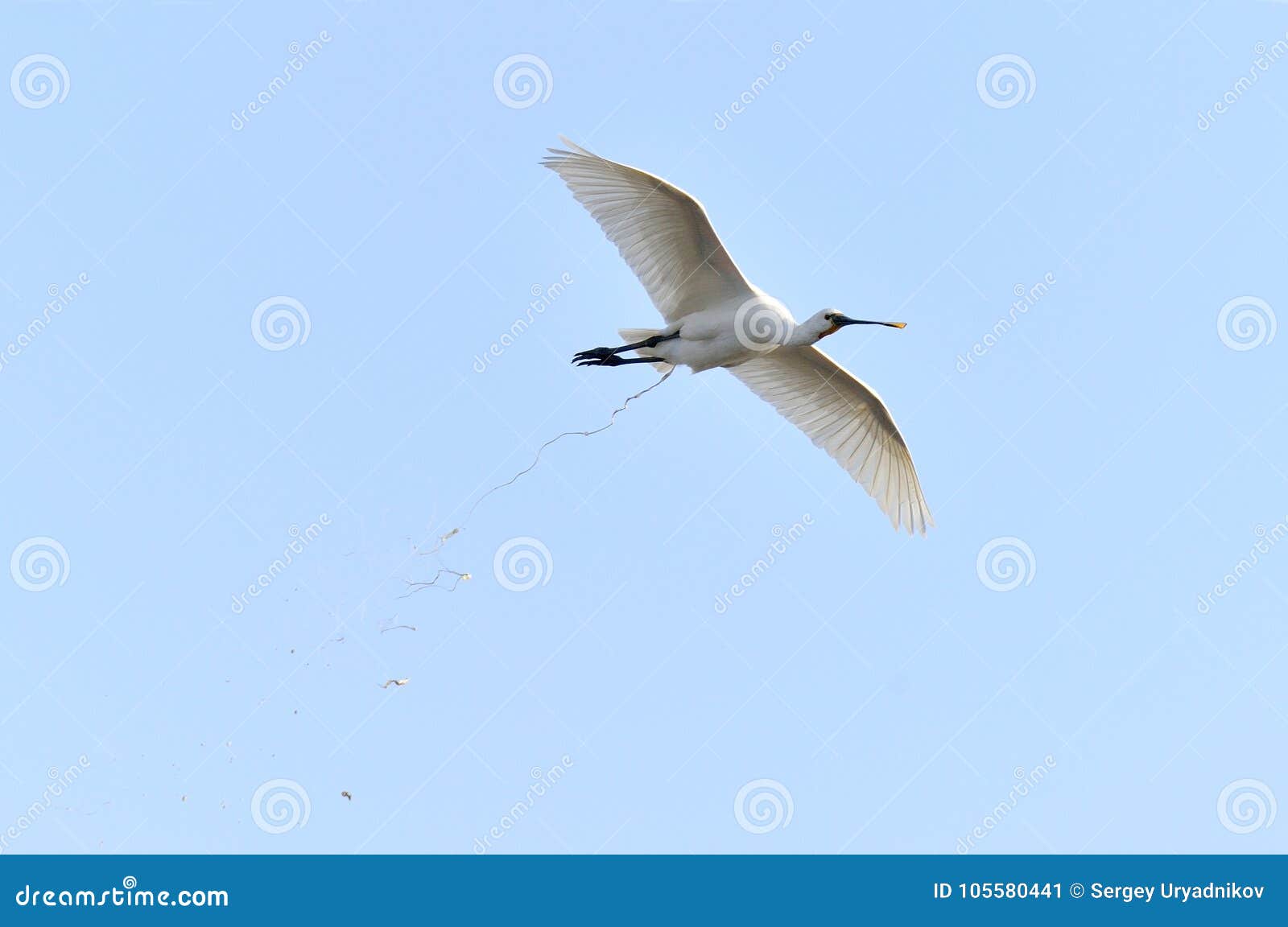 The Spoonbill Bird Defecating in Flight. Stock Image - Image of ...