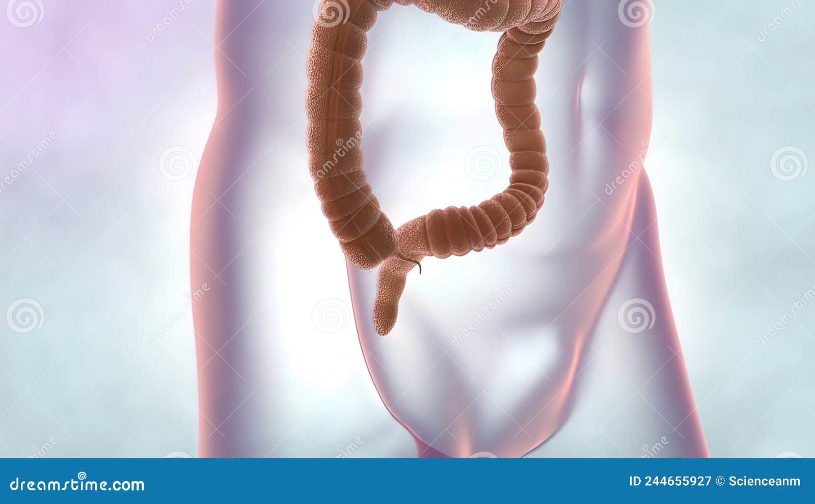 Internal Organs and Human Defecation System. Medical Illustration of ...