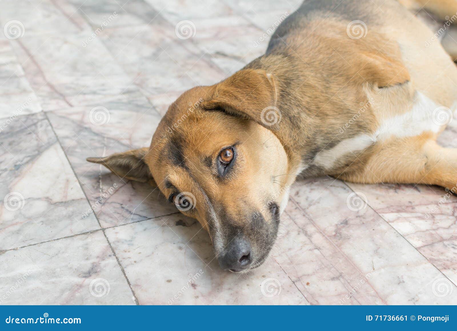 Defect dog with three legs stock image. Image of friend - 71736661