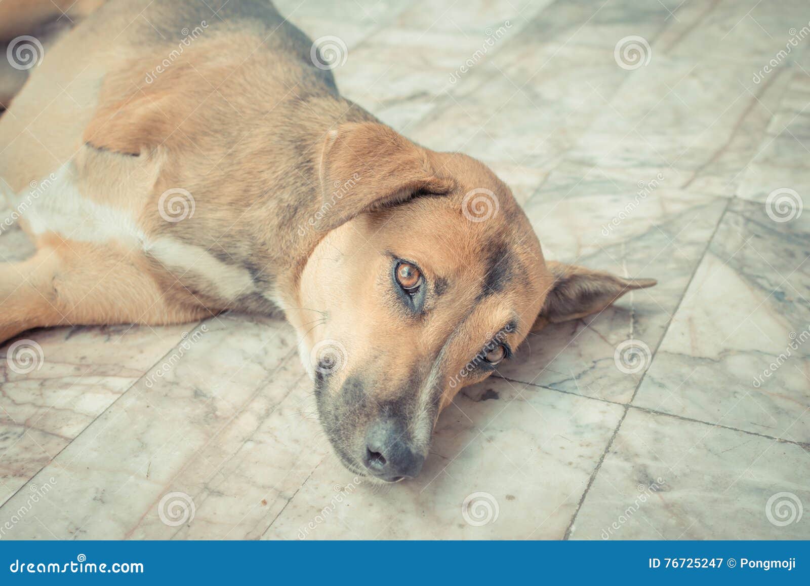 Defect dog with three legs stock image. Image of legs - 76725247