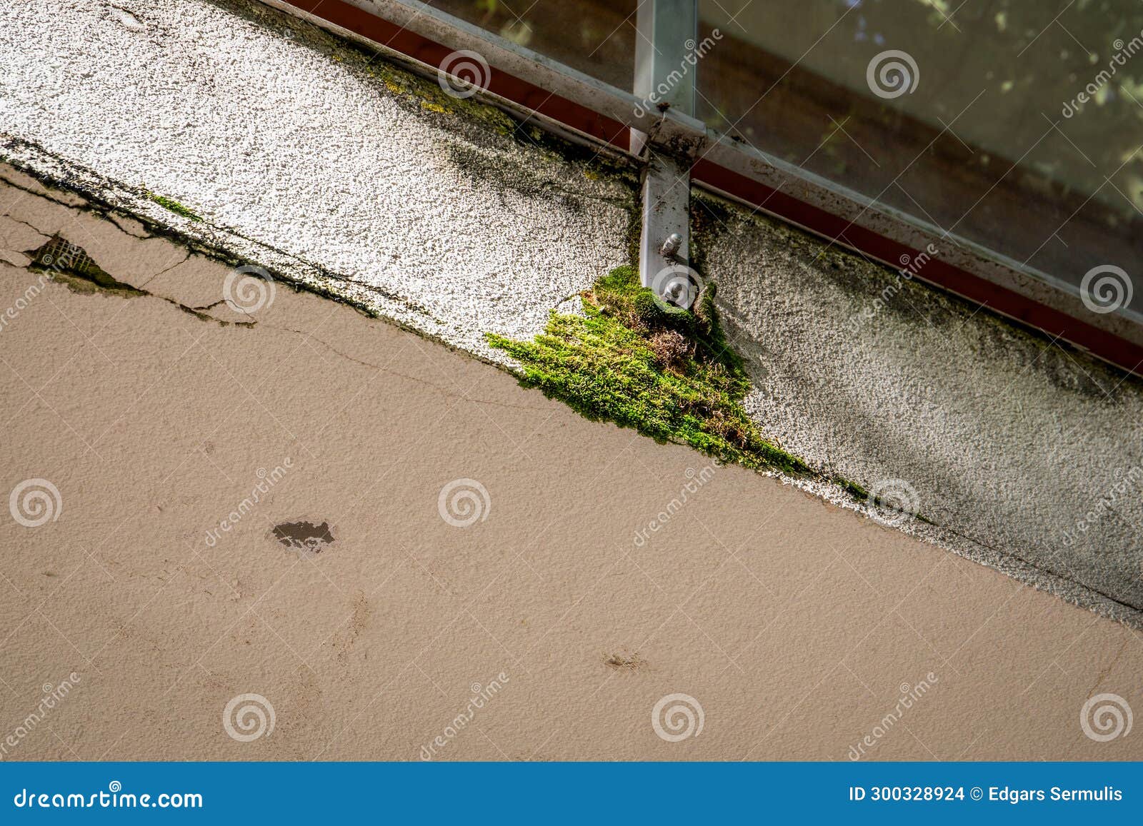 Defects in the Facade of the Building. Moss on the Wall Stock Photo ...