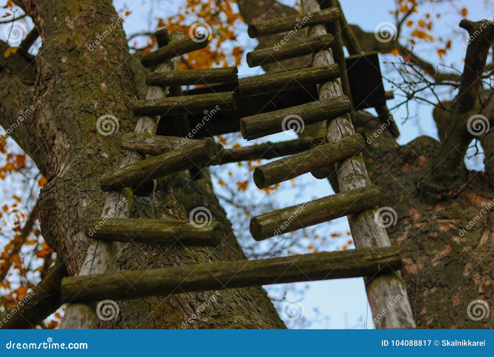Defekte Leiter Auf Baum Im Wald Stockbild - Bild von landwirtschaft ...