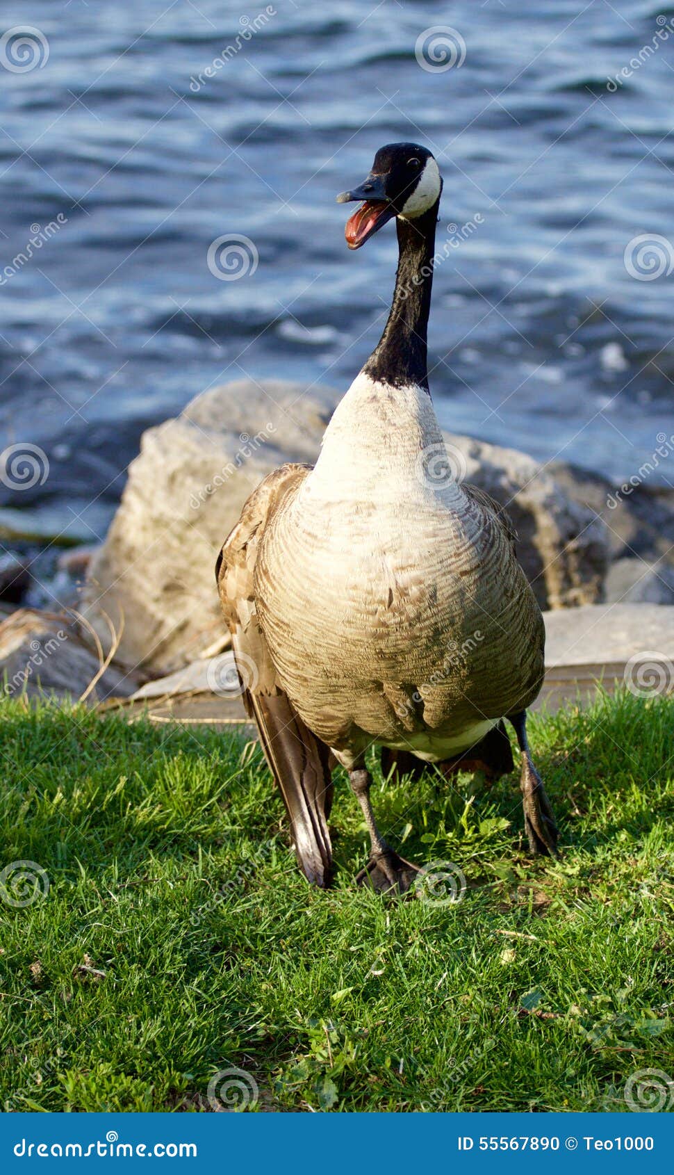 The defence stock photo. Image of green, defence, background - 55567890