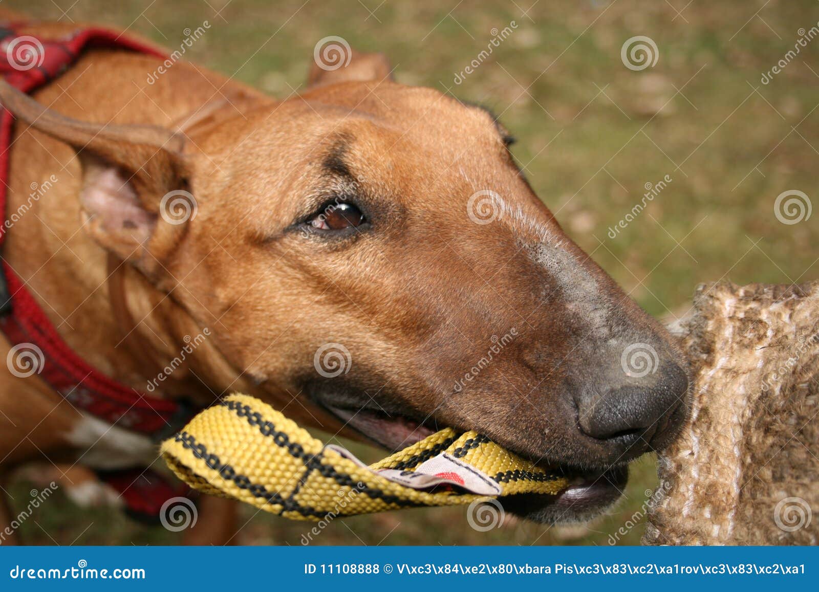 Defence dog stock photo. Image of bulterier, defence - 11108888