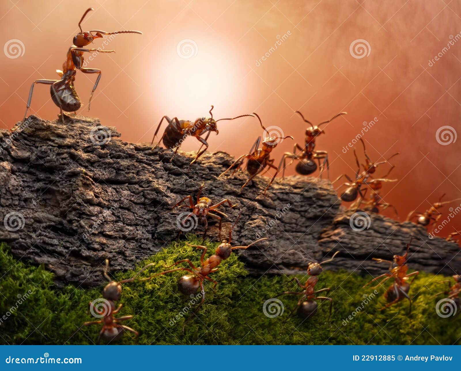 Defence of Great Wall, Ants Wars Stock Image - Image of head, closeup ...