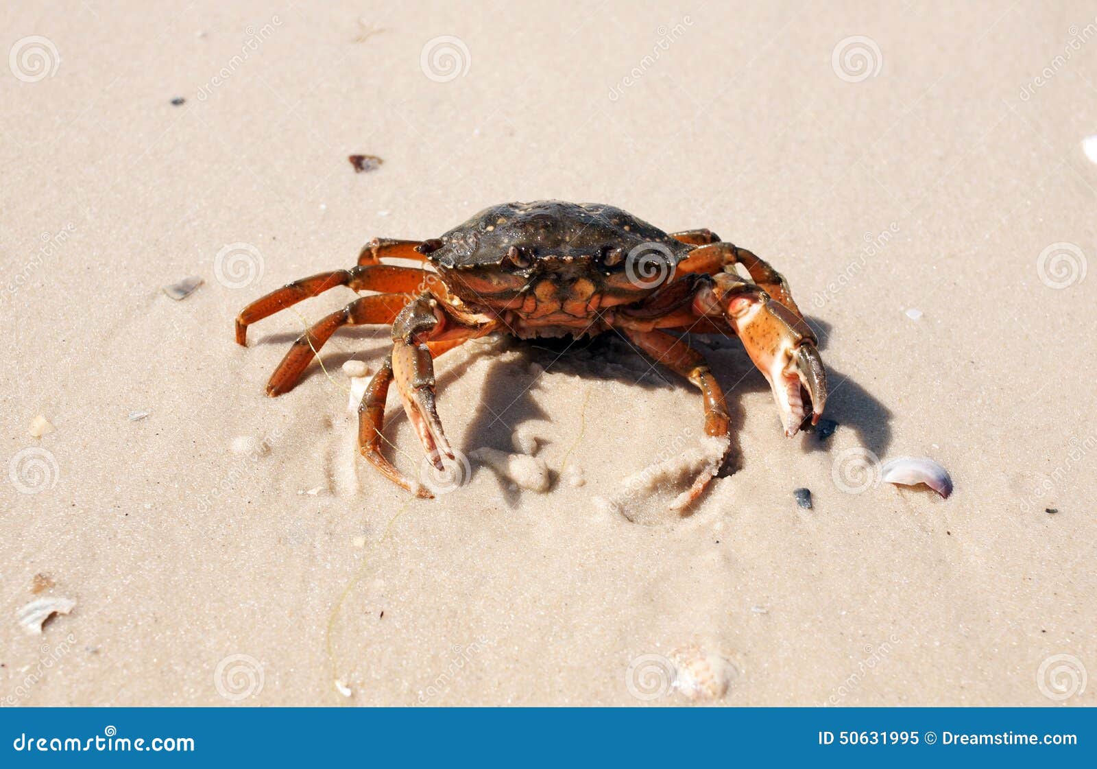 The defender crab stock image. Image of botany, view - 50631995