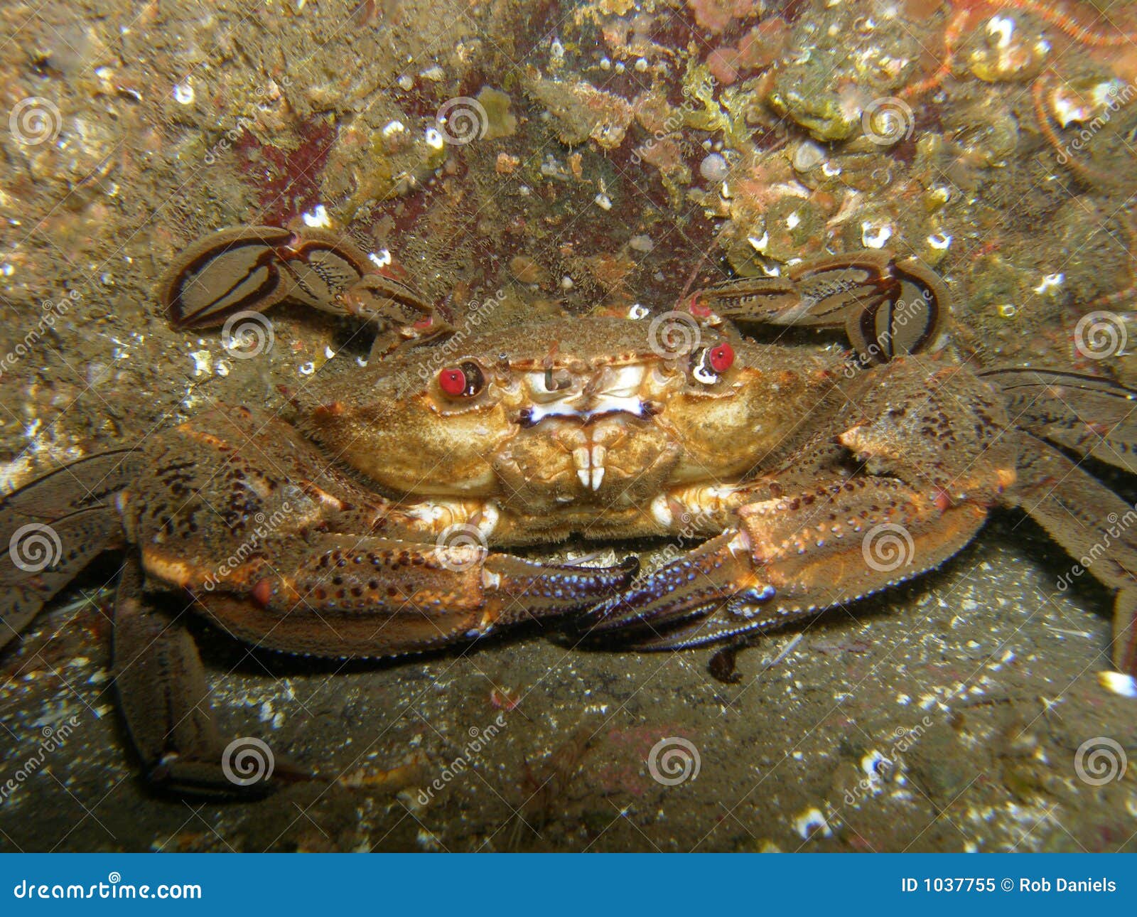 Defensive Crab stock image. Image of colourful, amphiprion - 1037755
