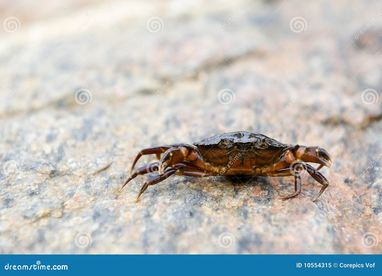 Defensive crab stock image. Image of europe, defense - 10554315