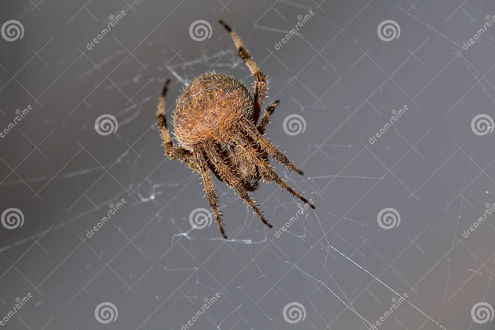 Defensive Spider 2 stock image. Image of silk, animal - 81621227