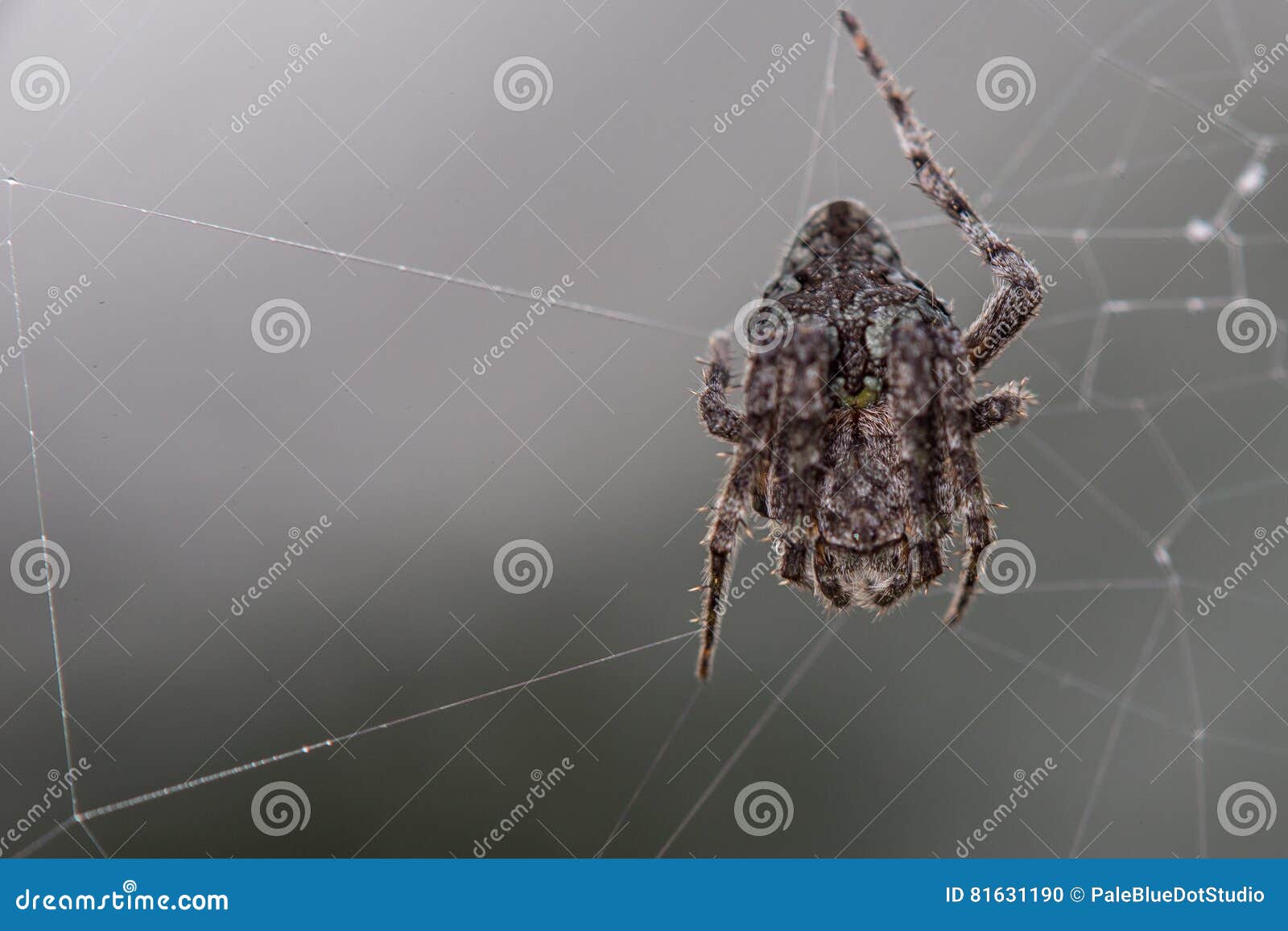 Defensive Spider 1 stock photo. Image of hair, close - 81631190