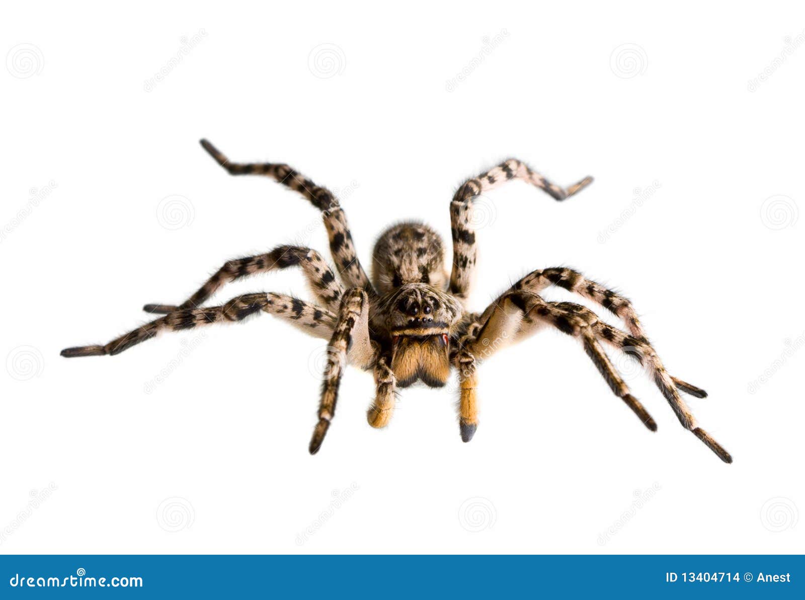 Defensive spider tarantula stock photo. Image of creepy - 13404714