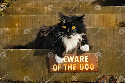 Defiant Kitty stock image. Image of friend, fearless, nose - 457939