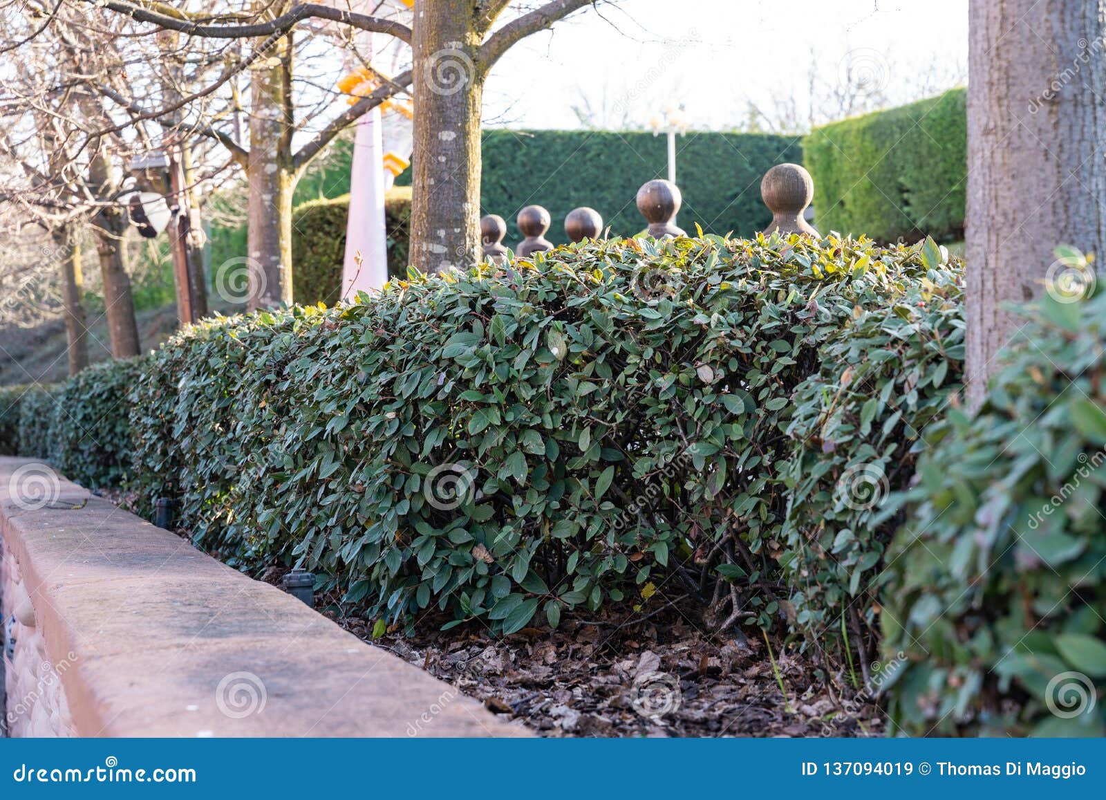 A defined path stock image. Image of trees, obstacles - 137094019