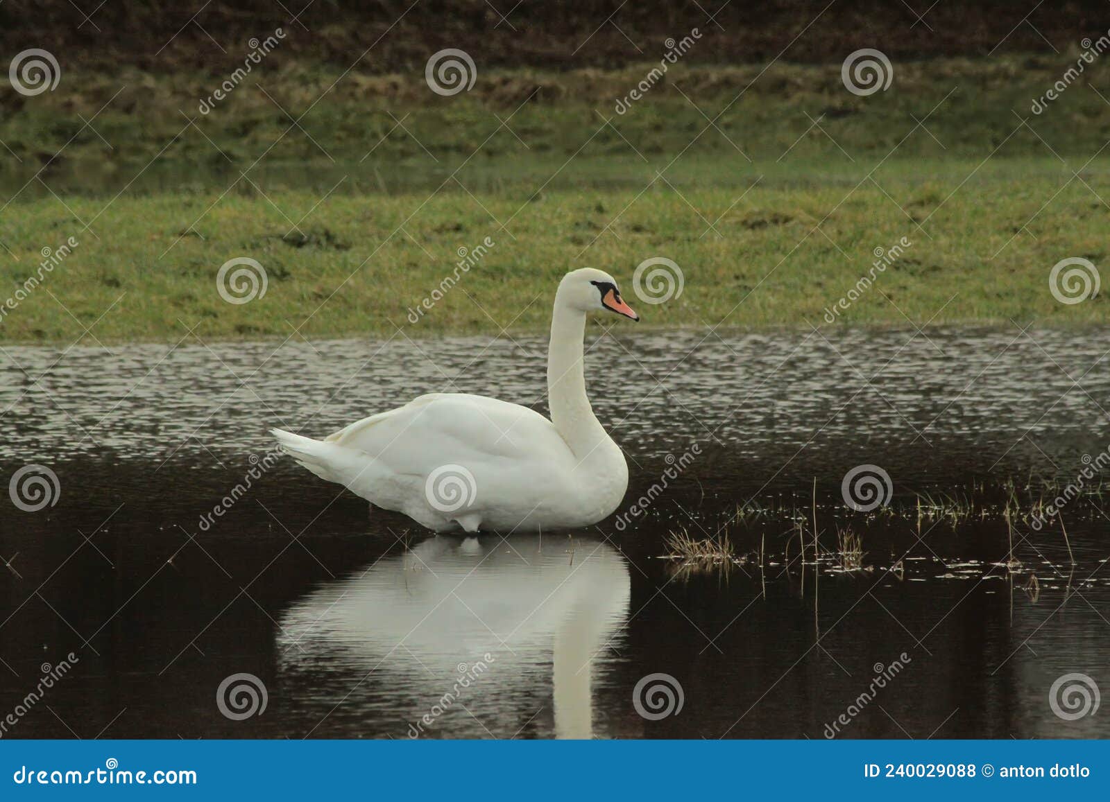 Definition of beautiful. stock photo. Image of beautiful - 240029088