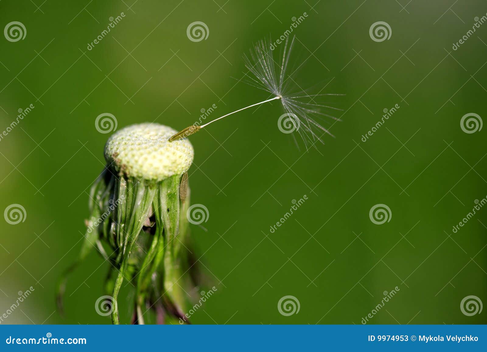 Deflorate dandelion stock image. Image of fluffy, plant - 9974953