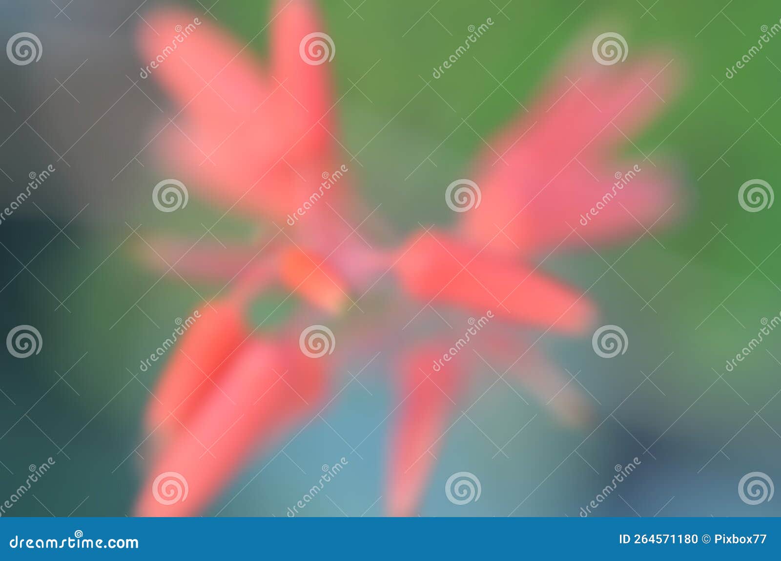 Defocus Background of Nature Pink Flower Stock Photo - Image of ...