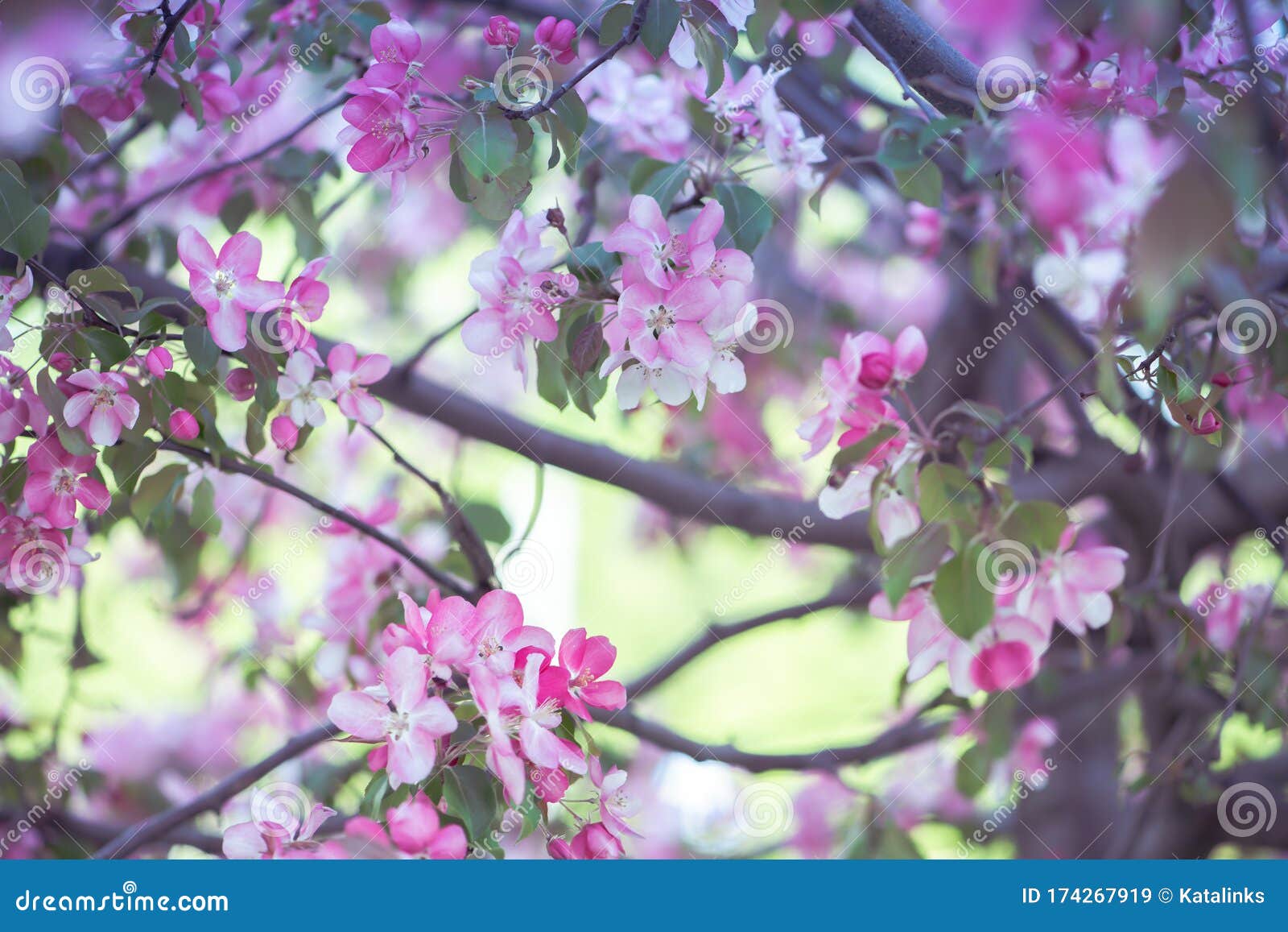 Defocus Blur Background of First Spring Young Blooming Buds of Pink ...
