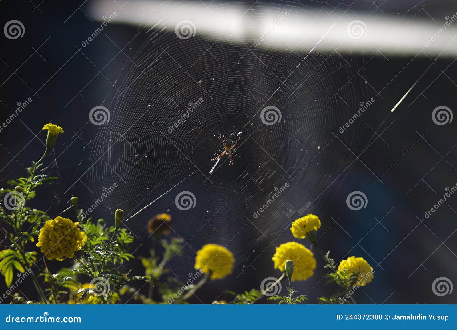 Defocused Abstract Background of Cobweb or Spider Web in the Garden ...