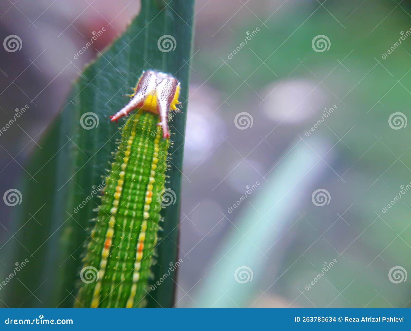 Abstract Caterpillar On Leaf Silhouette Royalty-Free Stock Photo ...