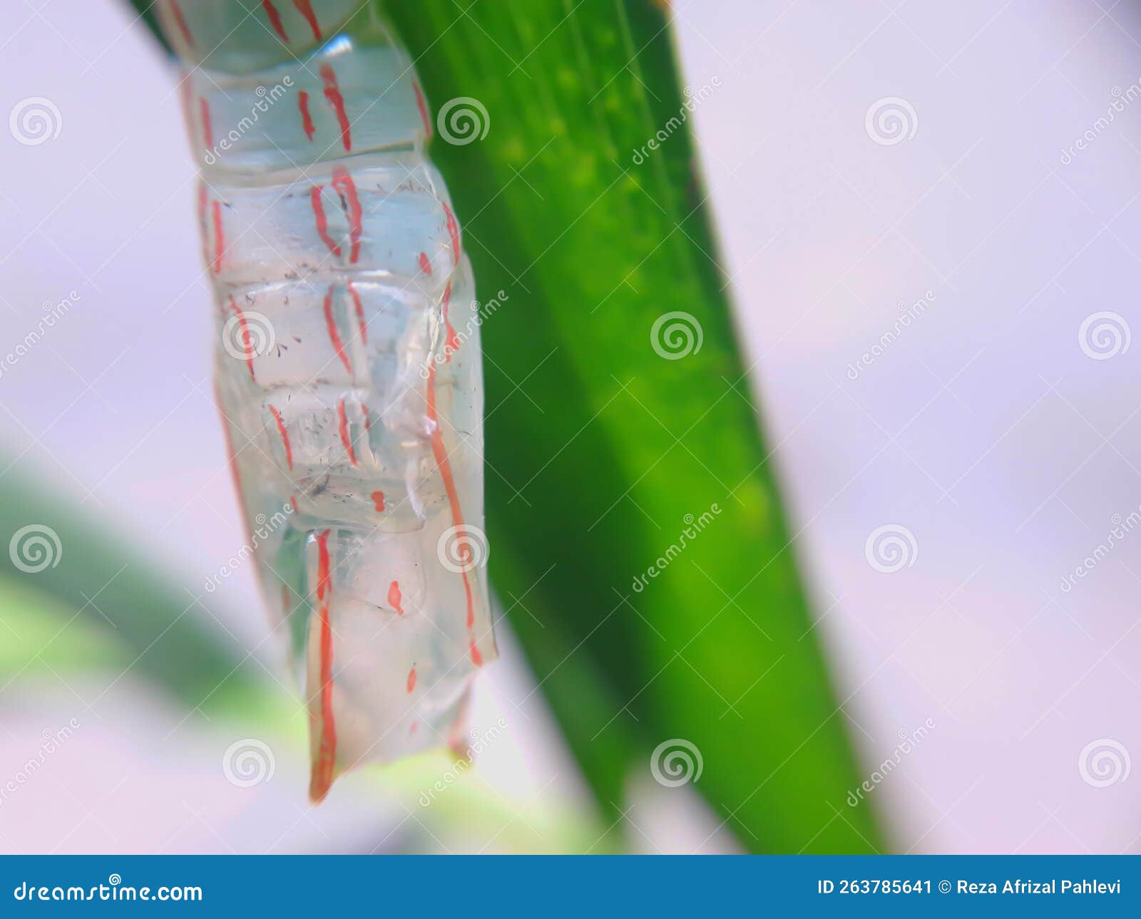 Abstract Caterpillar On Leaf Silhouette Royalty-Free Stock Photo ...