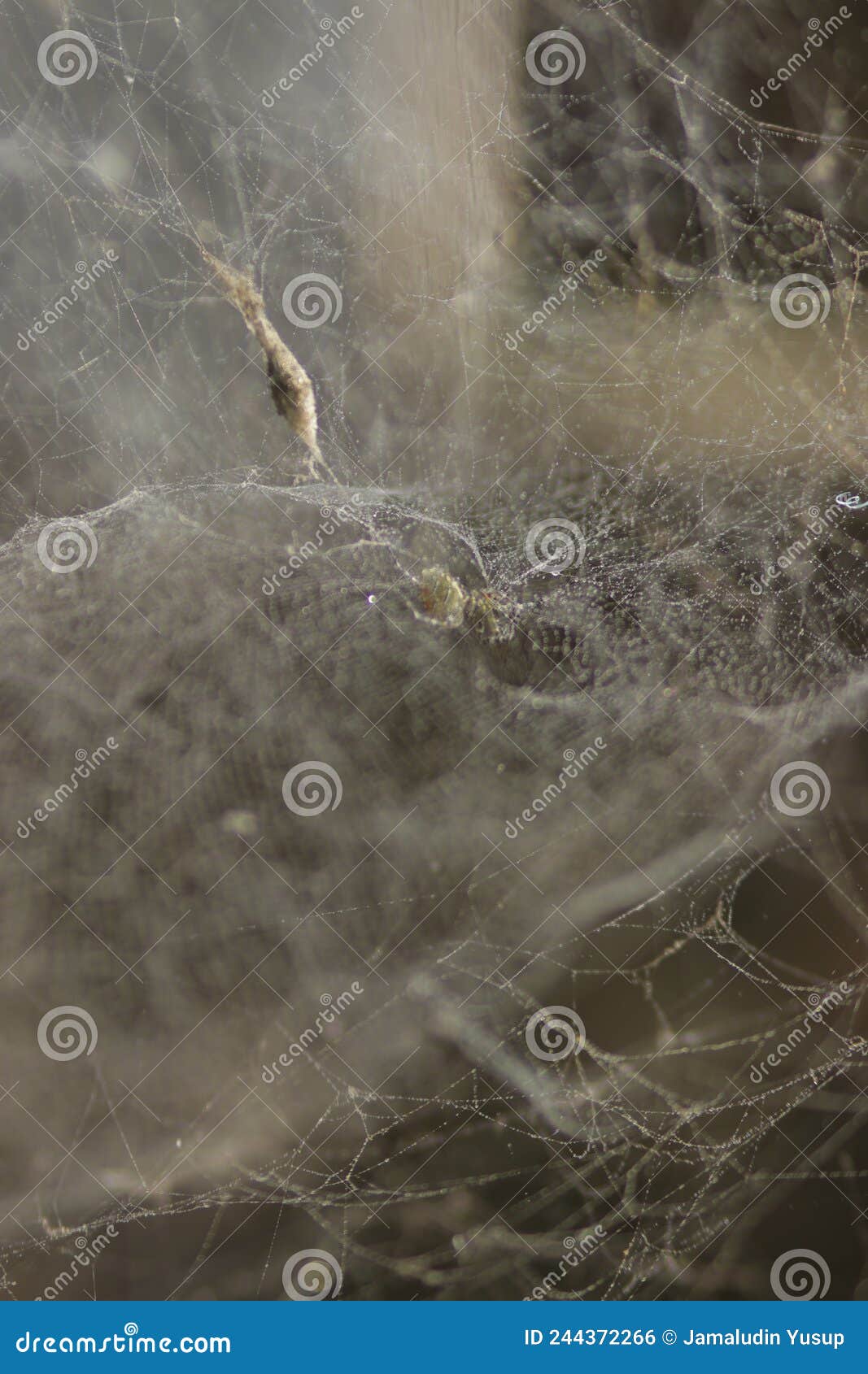Defocused Abstract Background of a Messy Cobweb or Spider Web in the ...