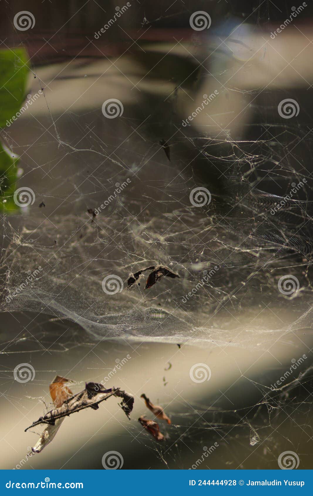 Defocused Abstract Background of a Messy Cobweb or Spider Web in the ...