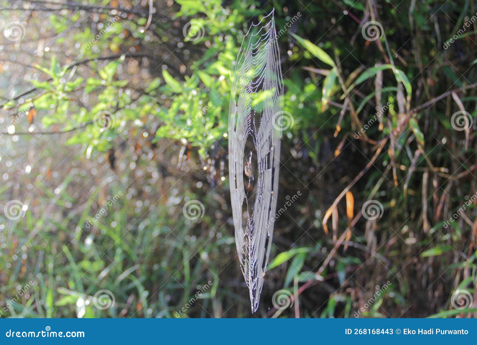 Defocused Abstract Background of Spider Webs Stock Image - Image of ...