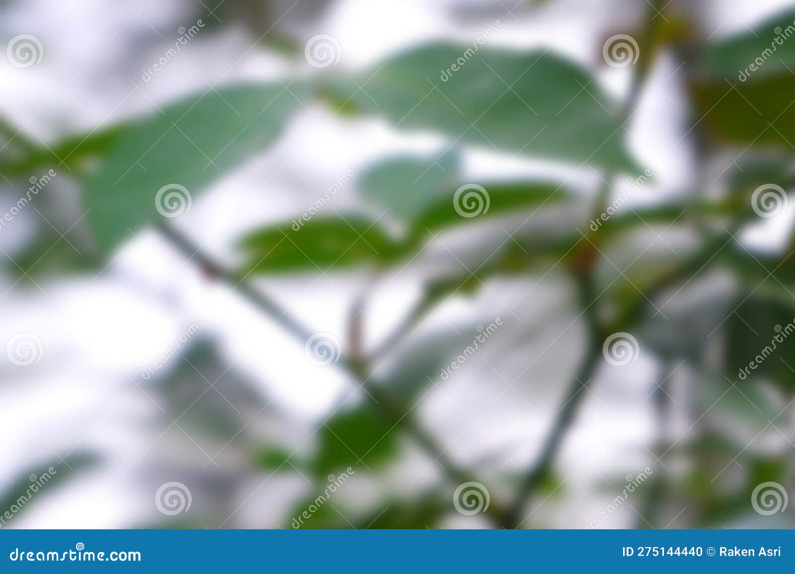 Defocused Abstract Leaf Green Background Stock Photo - Image of petal ...
