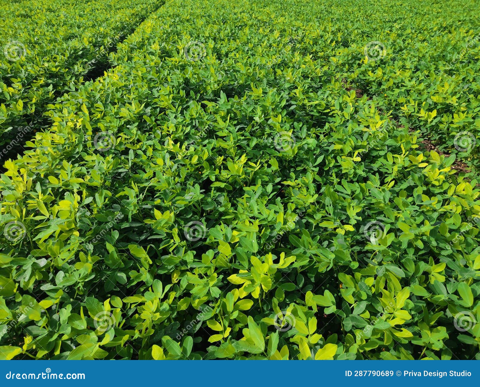 Defocused Background Yellow Flowers on Peanut Plant with Green Bean ...