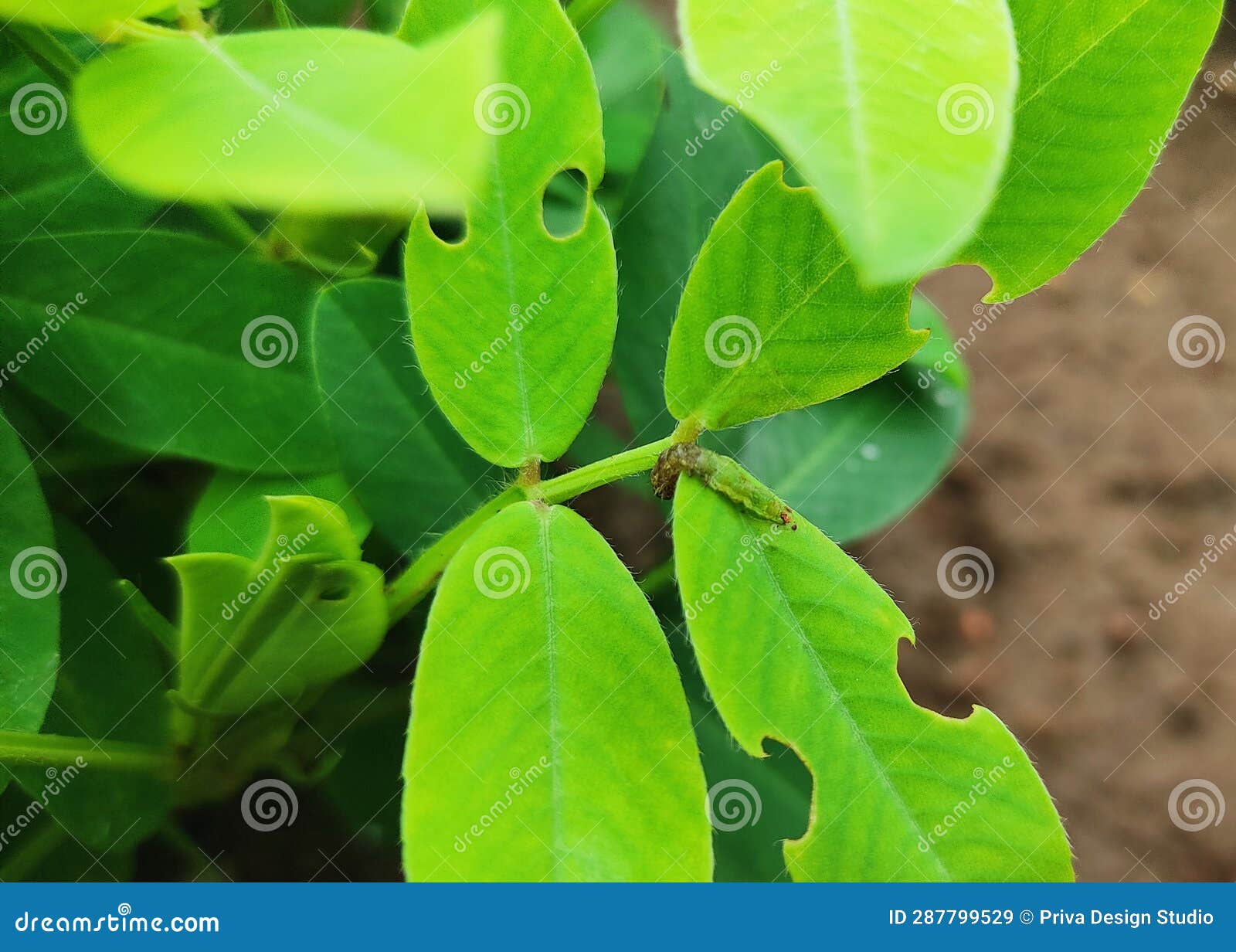 Defocused Background Yellow Flowers on Peanut Plant with Green Bean ...
