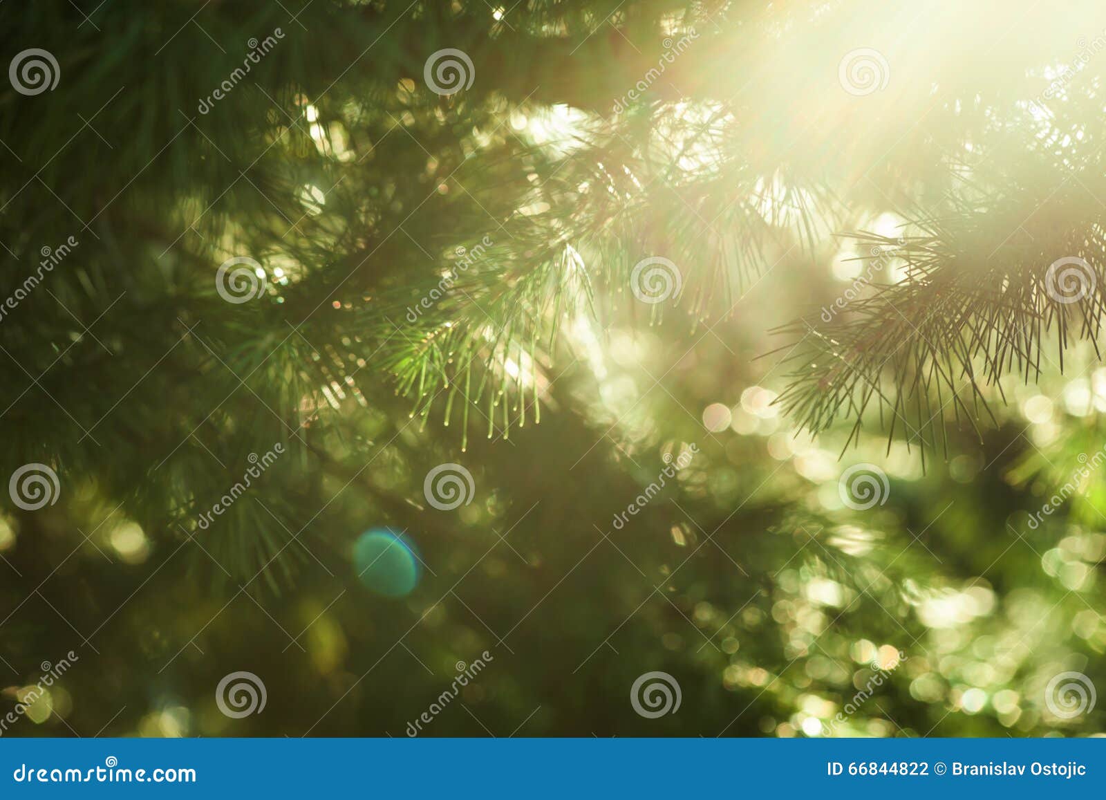 Defocused evergreen branch stock photo. Image of effect - 66844822