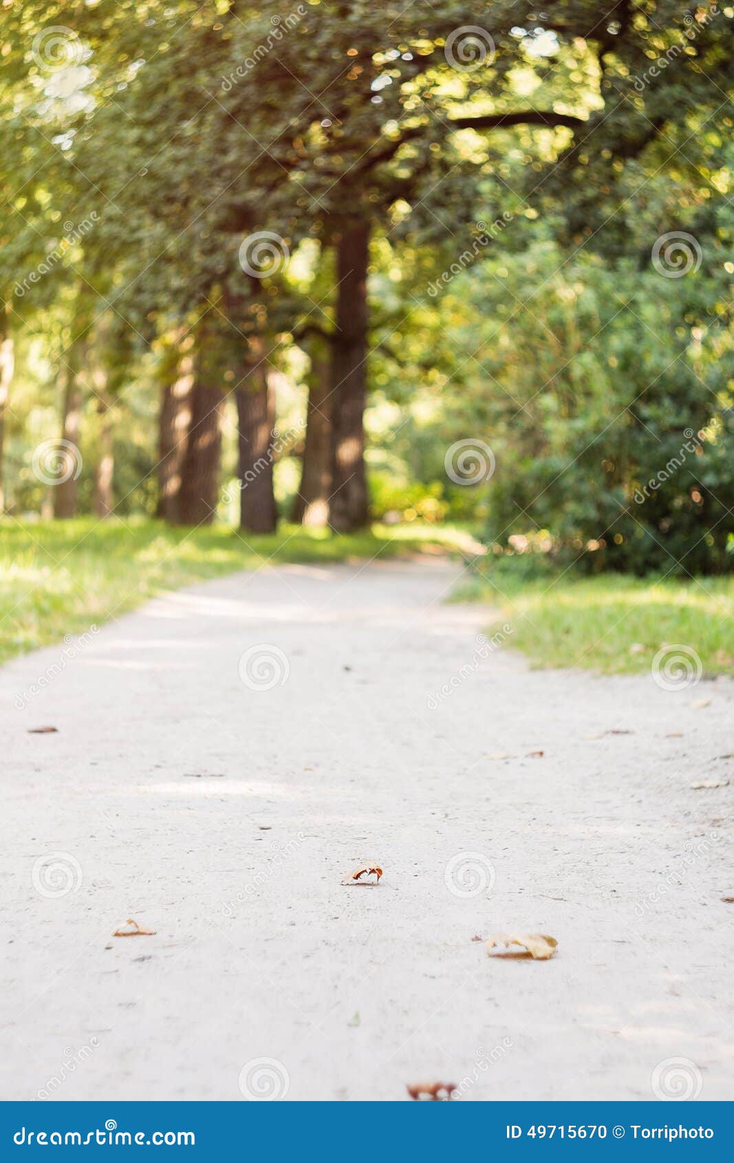 Defocused Forest Background Stock Photo - Image of blur, natural: 49715670