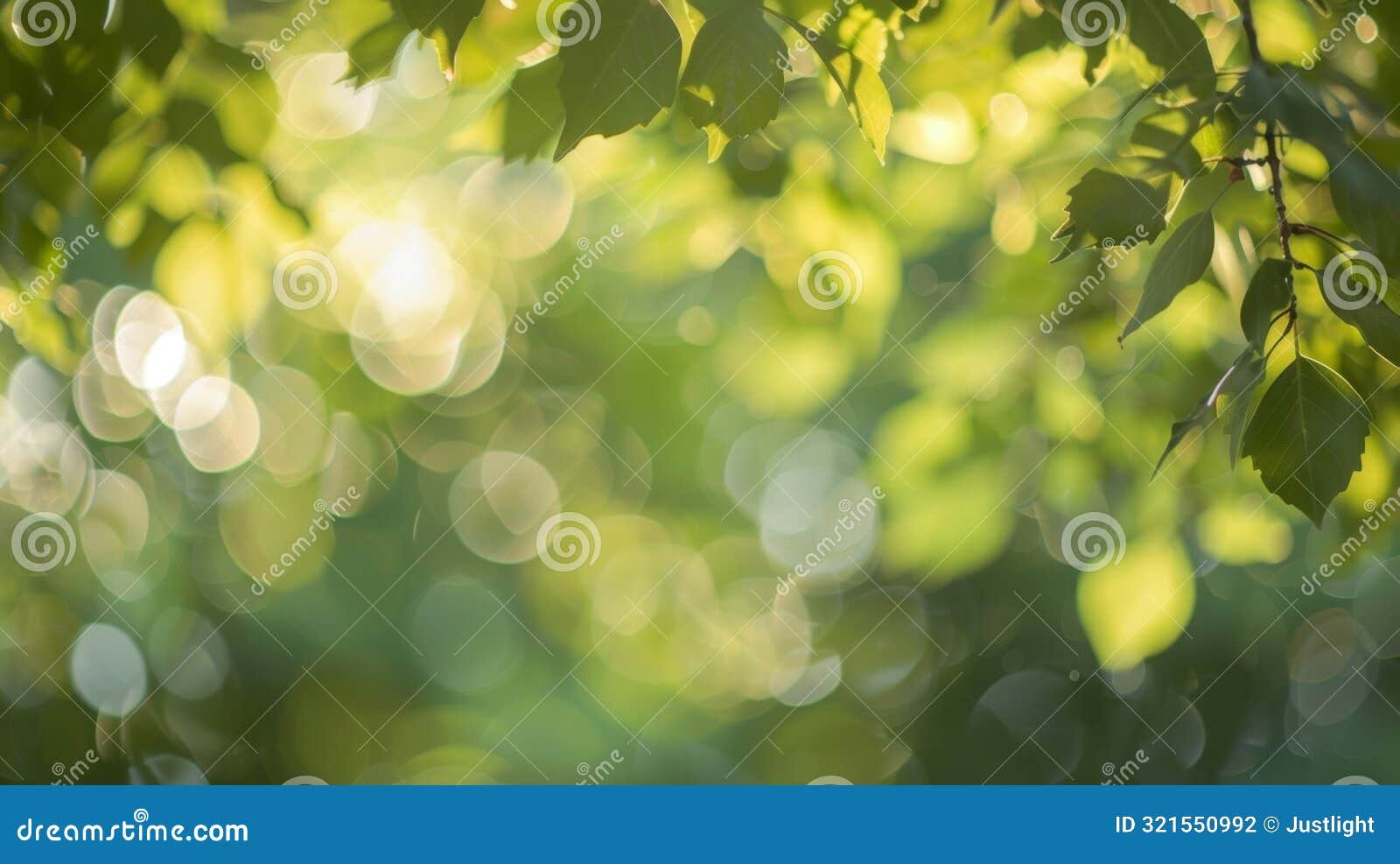 Defocused Forest Canopy With Soft Sunlight Filtering Through The Leaves ...
