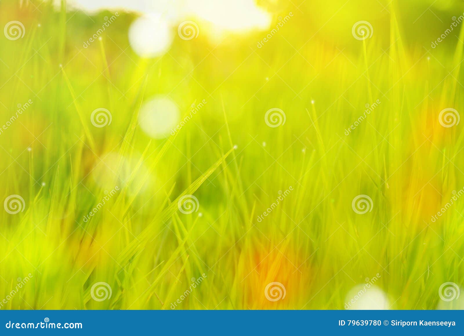 Defocused Green Grass in Morning Light Spring Background Stock Photo ...