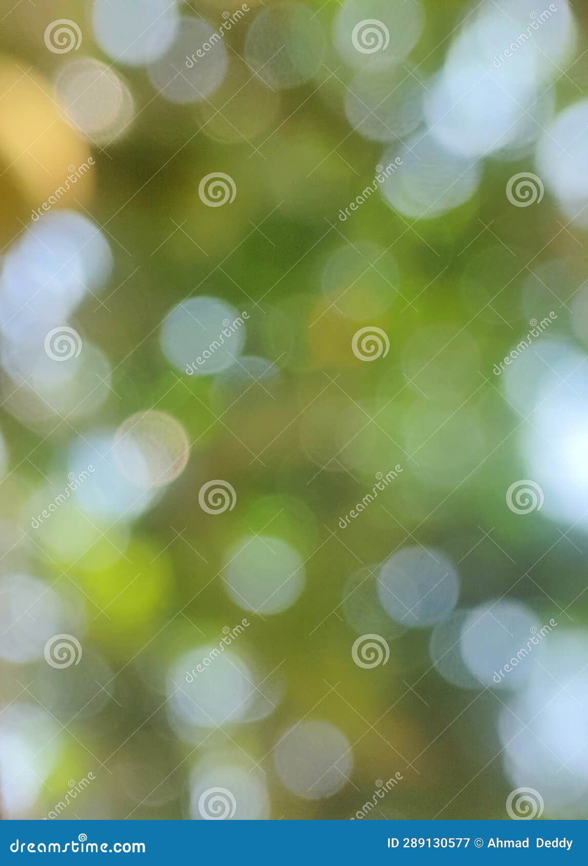 Defocused Mango Tree Abstract Background Stock Image - Image of ...
