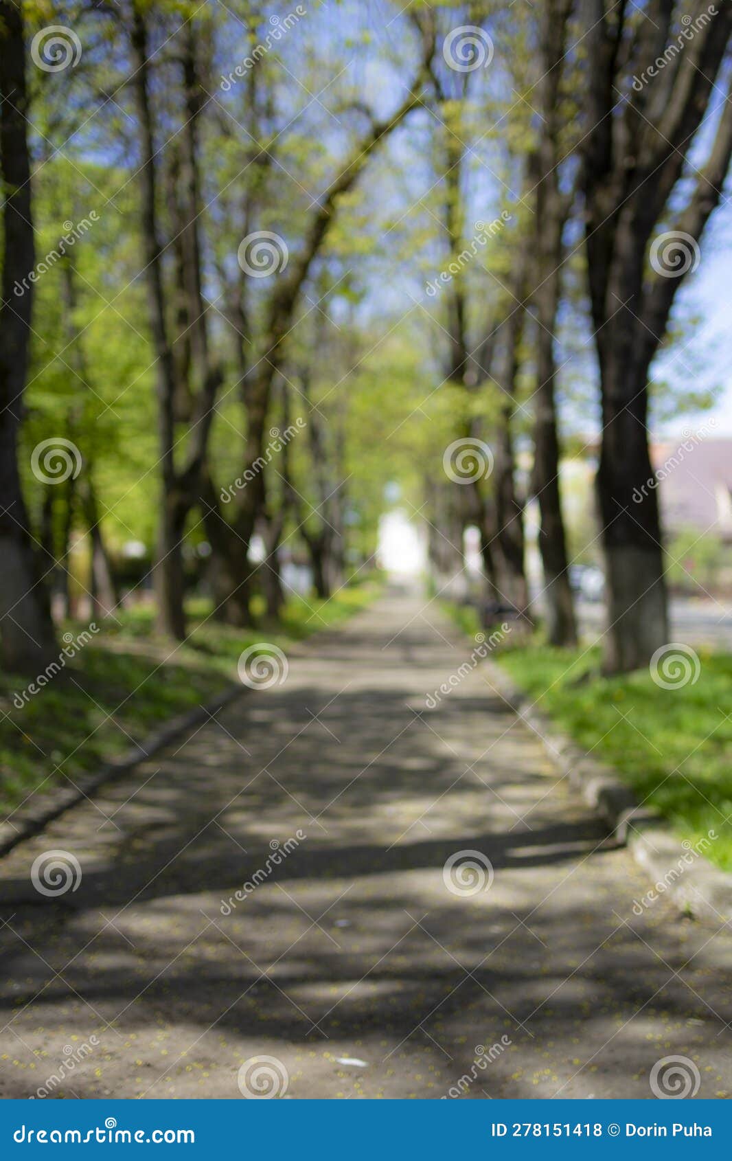 Defocused Park Alley for Backgrounds, Abstract Texture Stock Photo ...