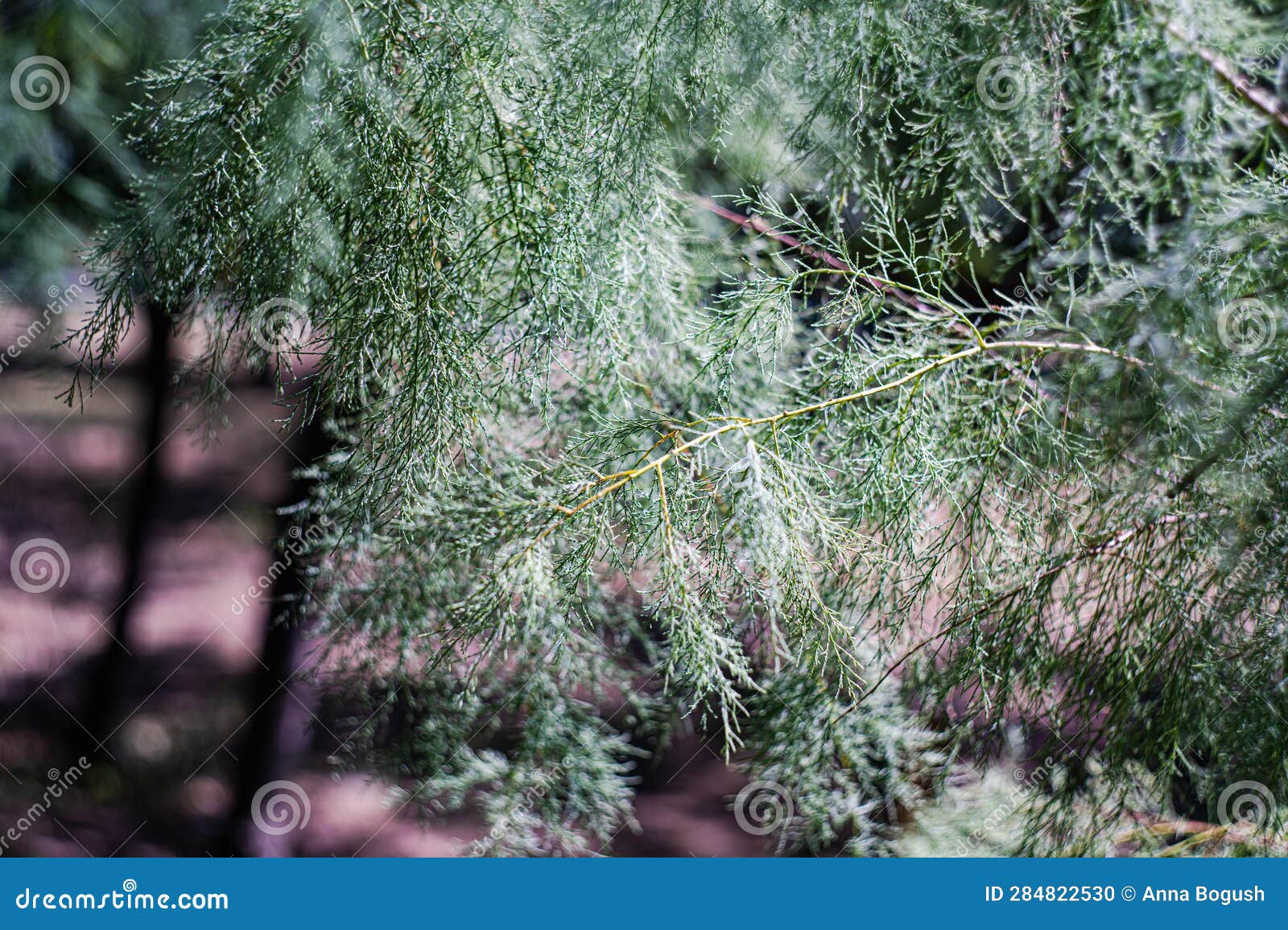 Defocused tree leaves stock photo. Image of background - 284822530