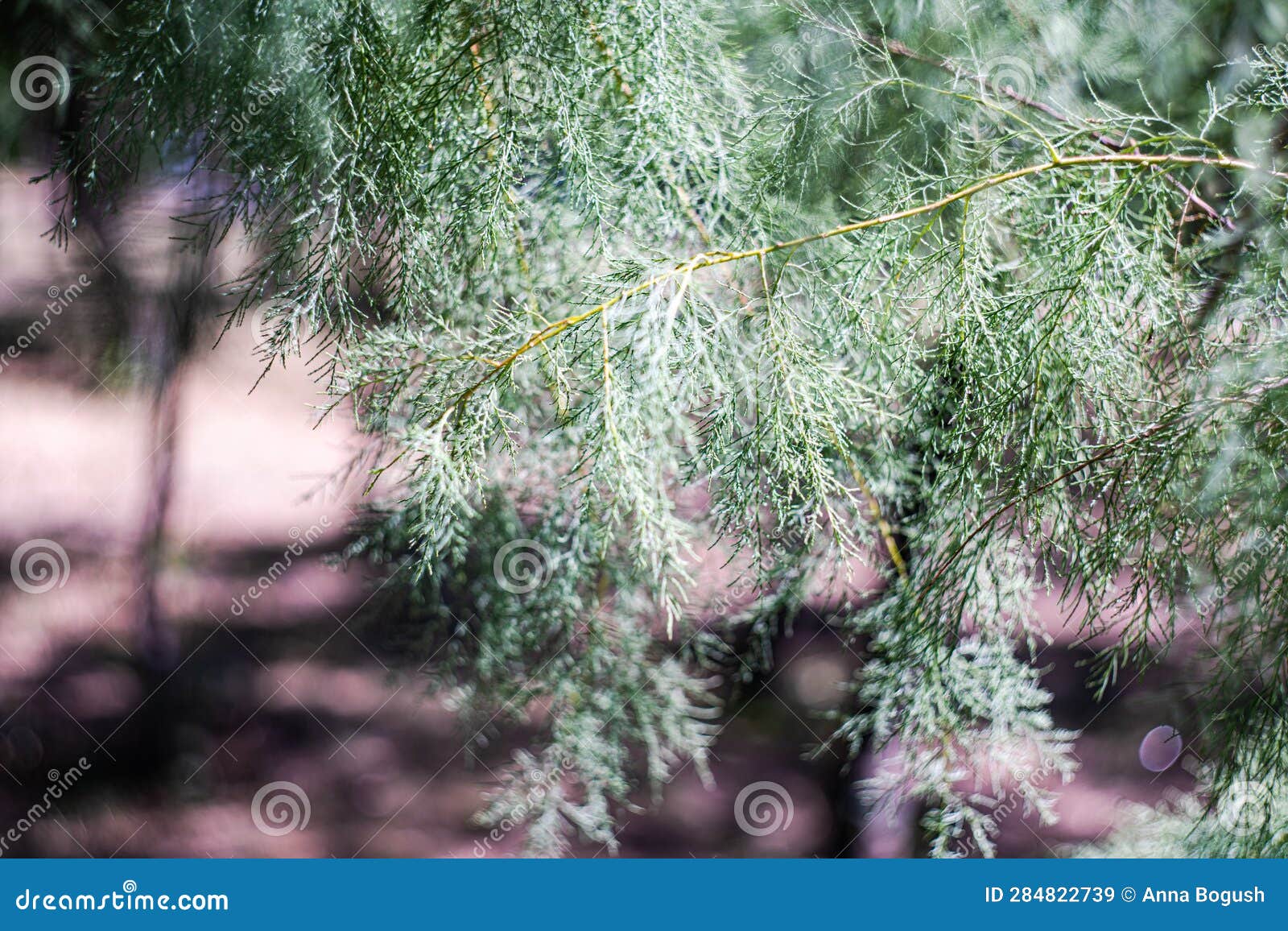 Defocused tree leaves stock image. Image of plant, leaves - 284822739