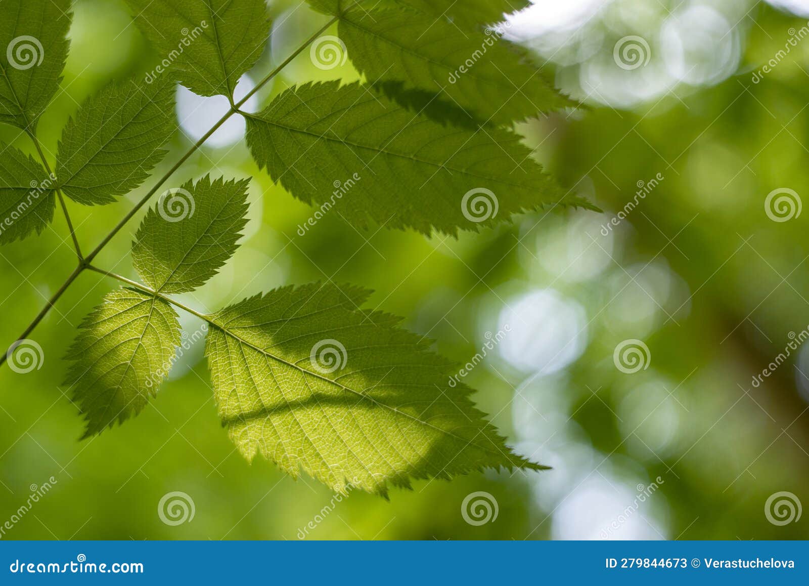 Defocused Tree Leaves. the Natural Bokeh, Blurry Background Out of ...