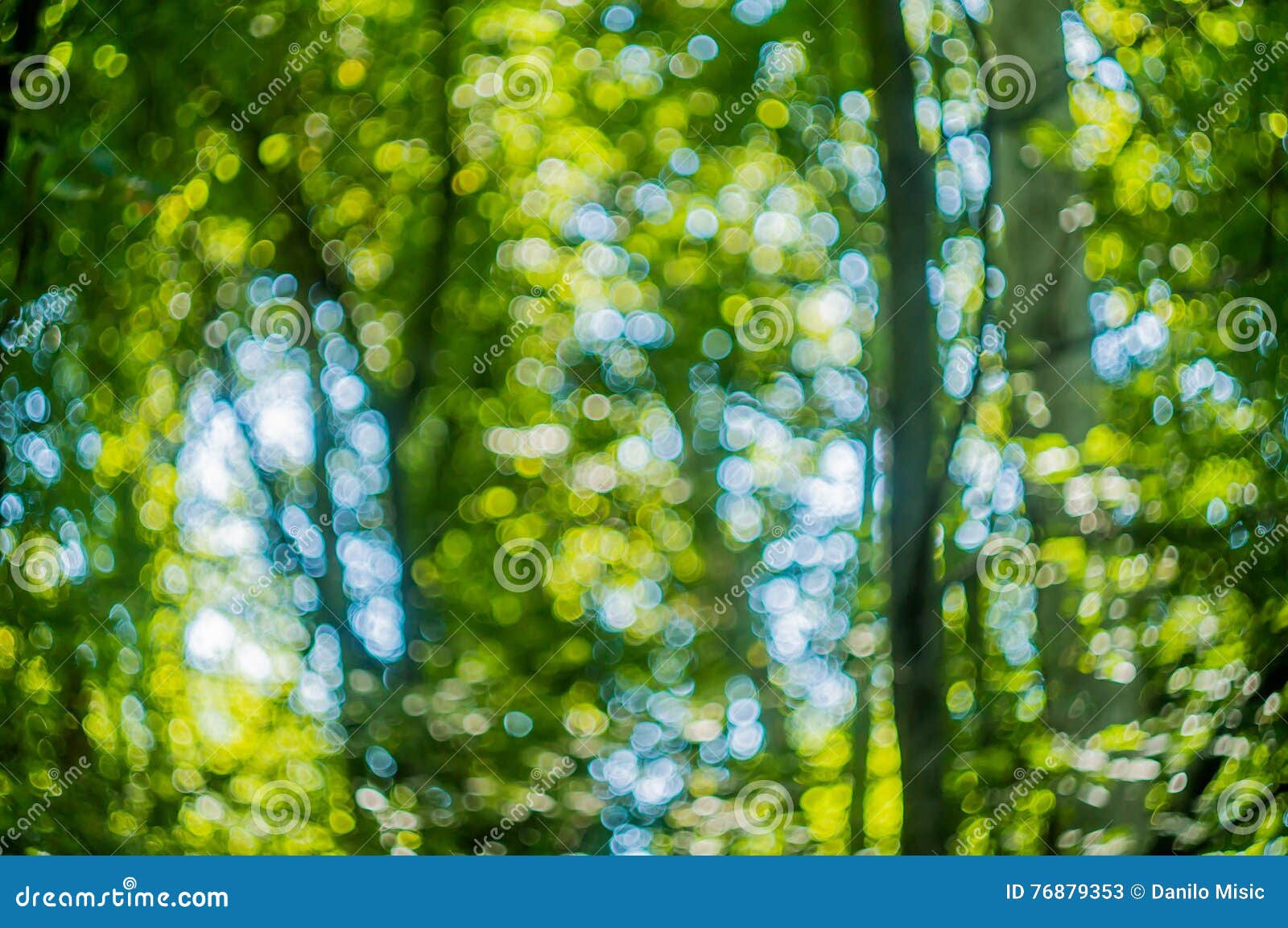 Defocused Trees in Forest with Circles of Light Abstract Background ...