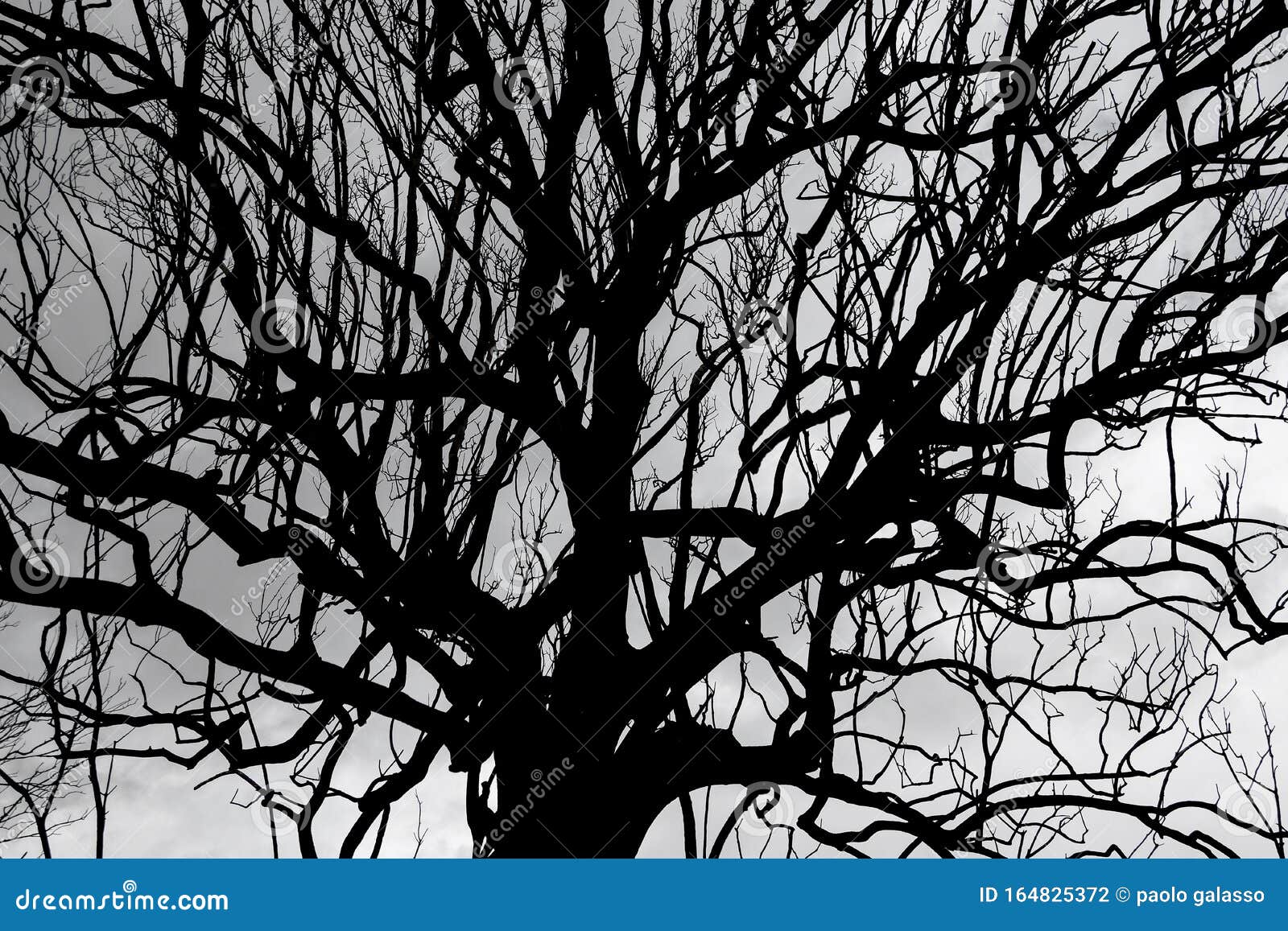 Defoliated Burned Tree Trunk Branches Silhouette Over with Cloudy ...
