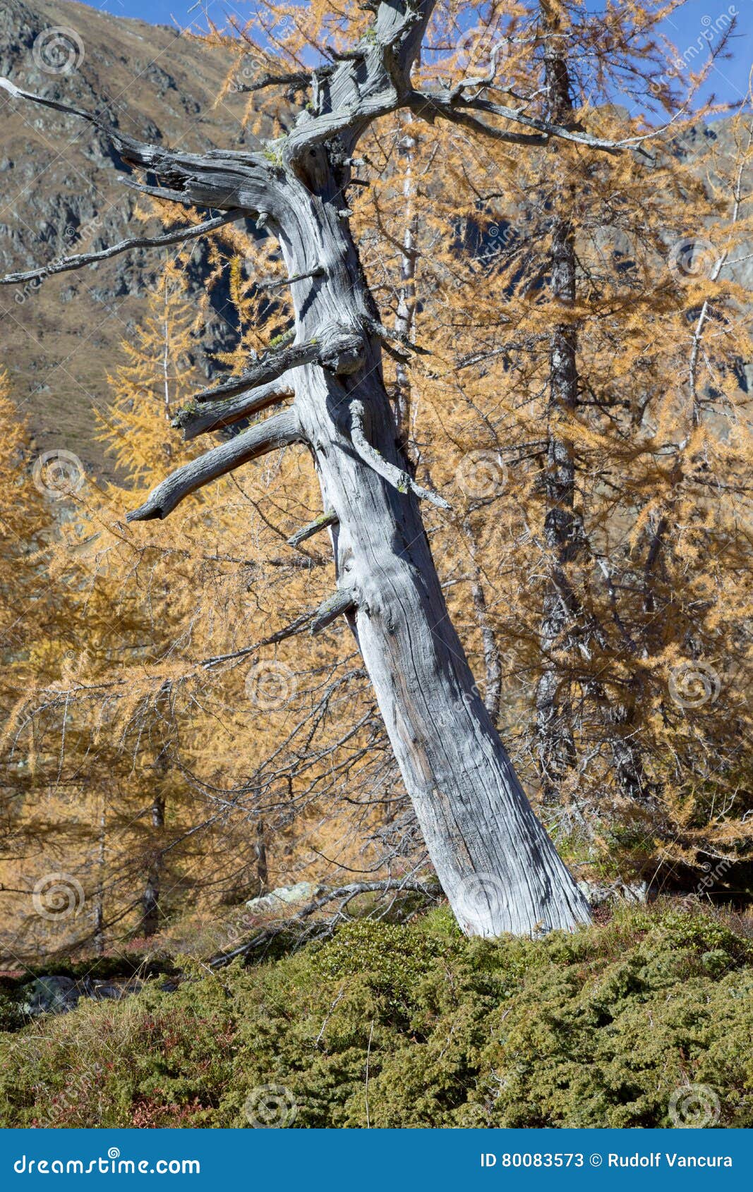 Defoliated larch tree stock image. Image of foliage, tree - 80083573