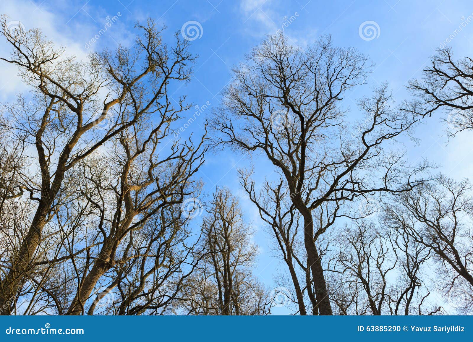 Defoliated and Leafless Trees Stock Photo - Image of outdoor, sinop ...