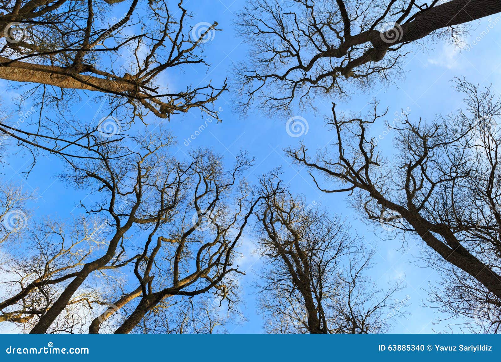Defoliated and Leafless Trees Stock Photo - Image of texture, leafless ...