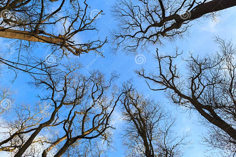 Defoliated and Leafless Trees Stock Photo - Image of texture, leafless ...