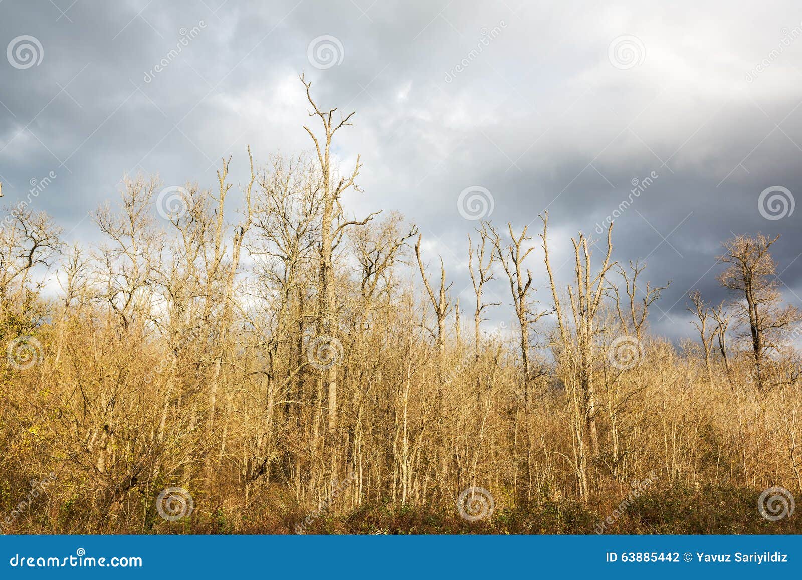 Defoliated and Leafless Trees Stock Photo - Image of deciduous, tree ...