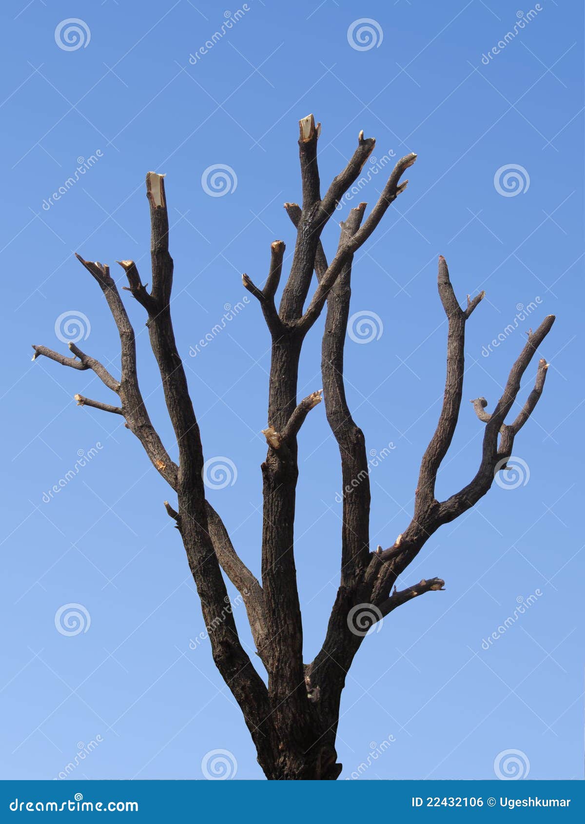 Defoliated tree stock photo. Image of nature, seasoned - 22432106